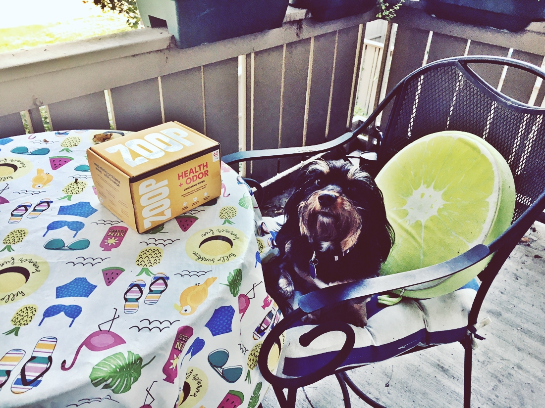 Keep your pet healthy and non-stinky with Zoop wipes – Luxe & Down-Home ...